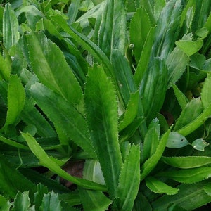 200+ Culantro Seeds,mexican Coriander De Alcapate Cilantro Ancho ...