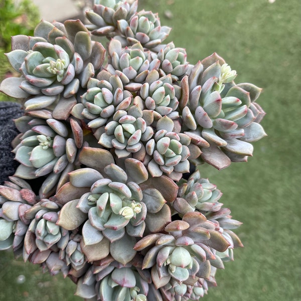 Graptoveria - Etsy
