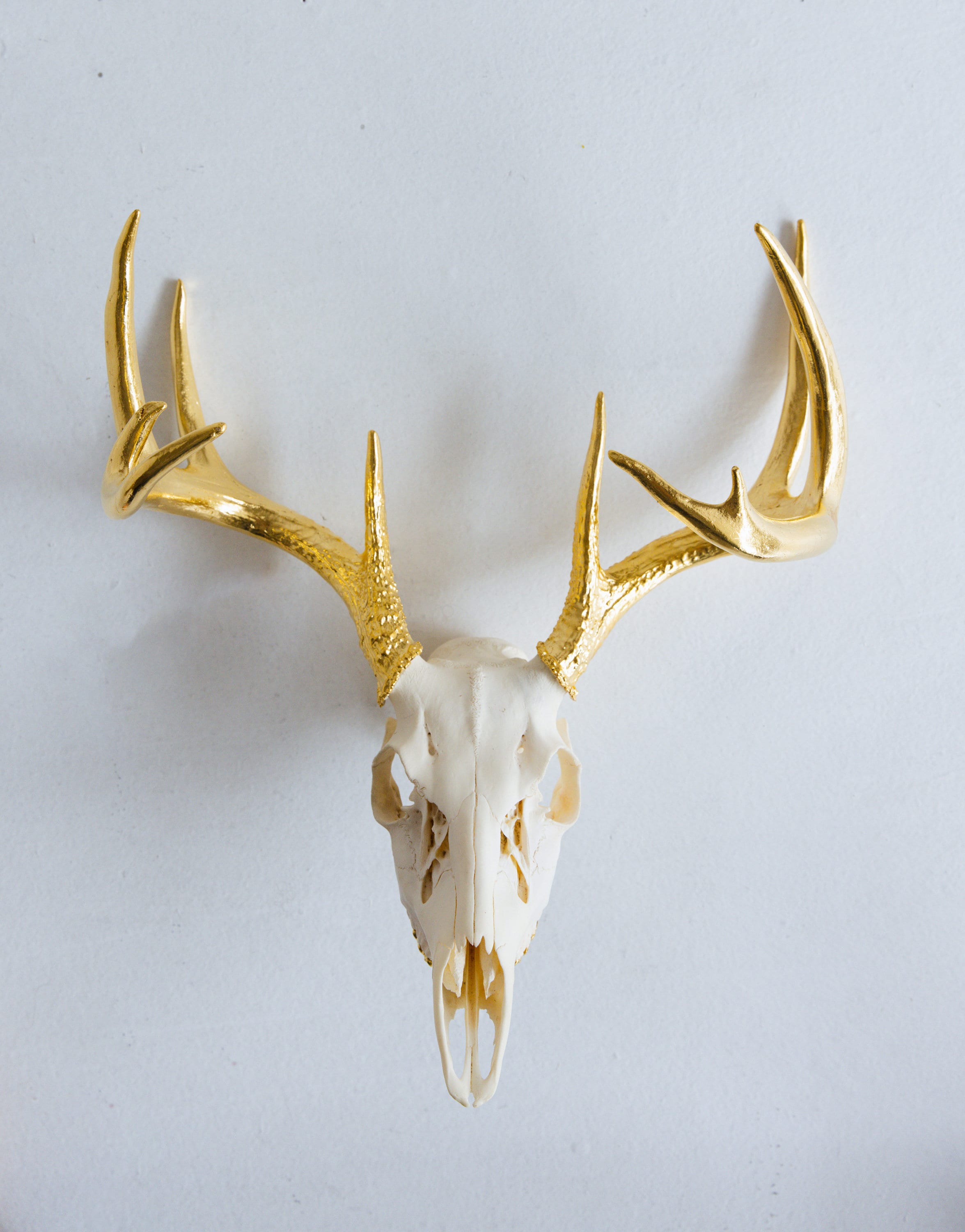 Real Whitetail Deer Skull With 24K Gold Antlers and Teeth - Etsy