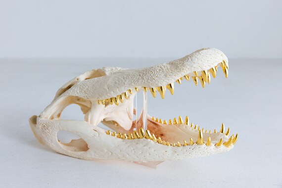 Gold Teeth Skull