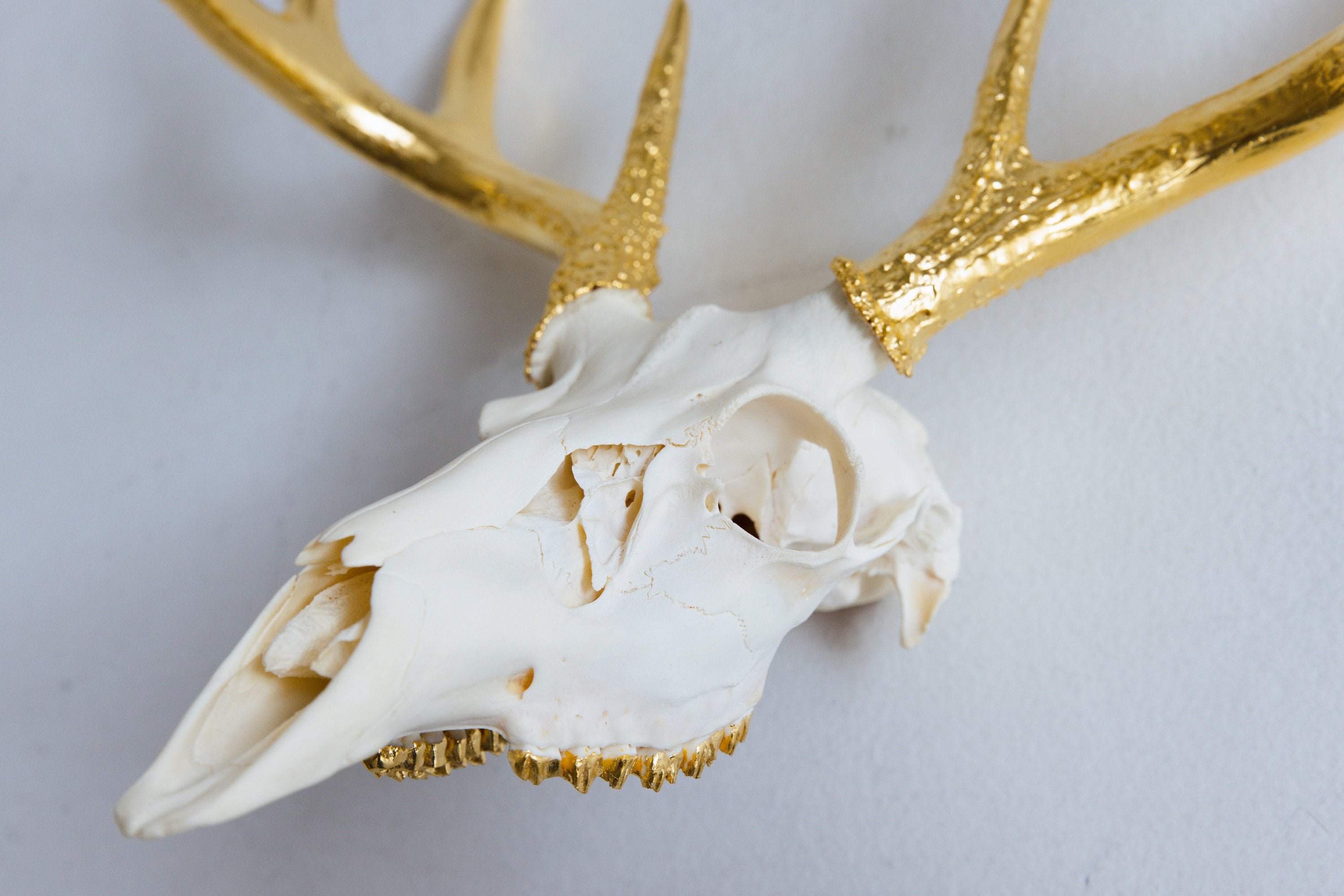 Real Whitetail Deer Skull With 24K Gold Antlers and Teeth - Etsy