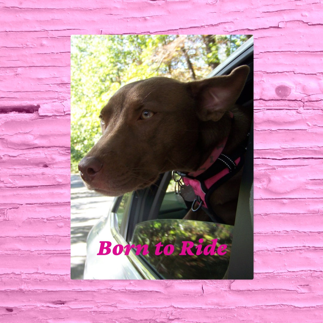 Born to Ride Poster/cute Pup - Etsy