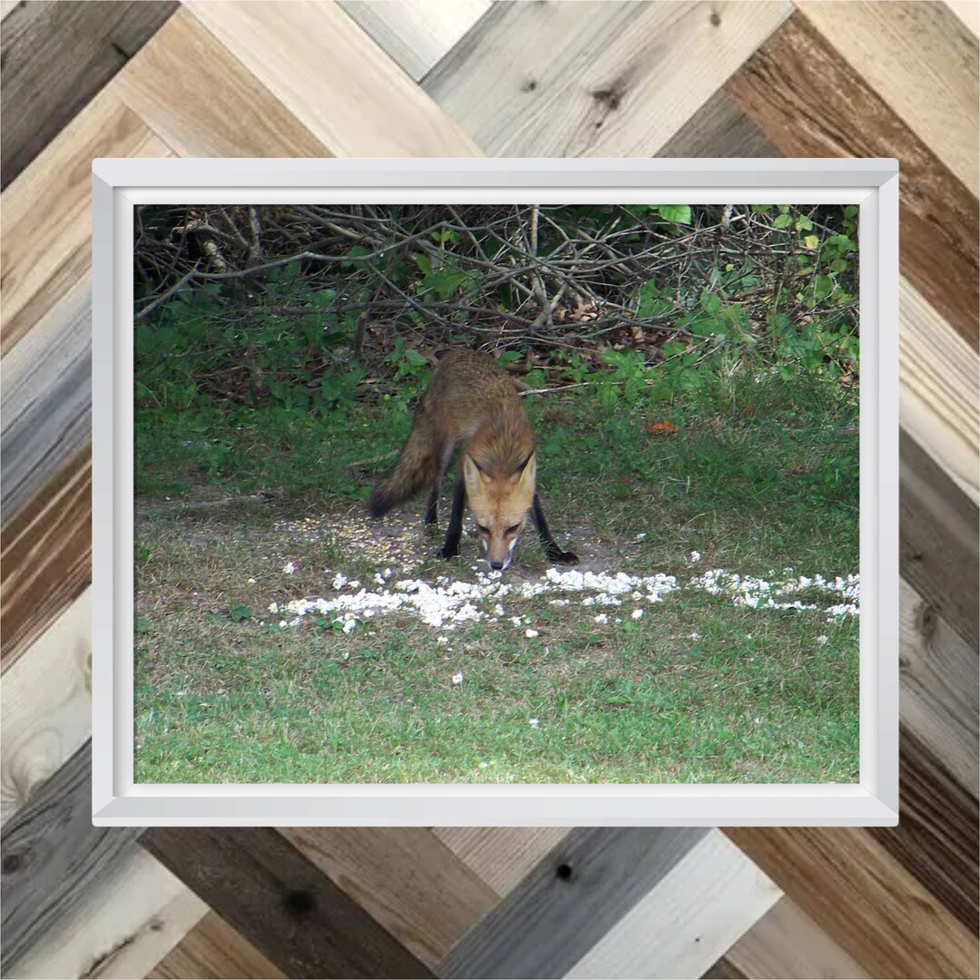 Fox Loves Popcorn Wall Decor/fox Eating Popcorn Wall Hanging - Etsy