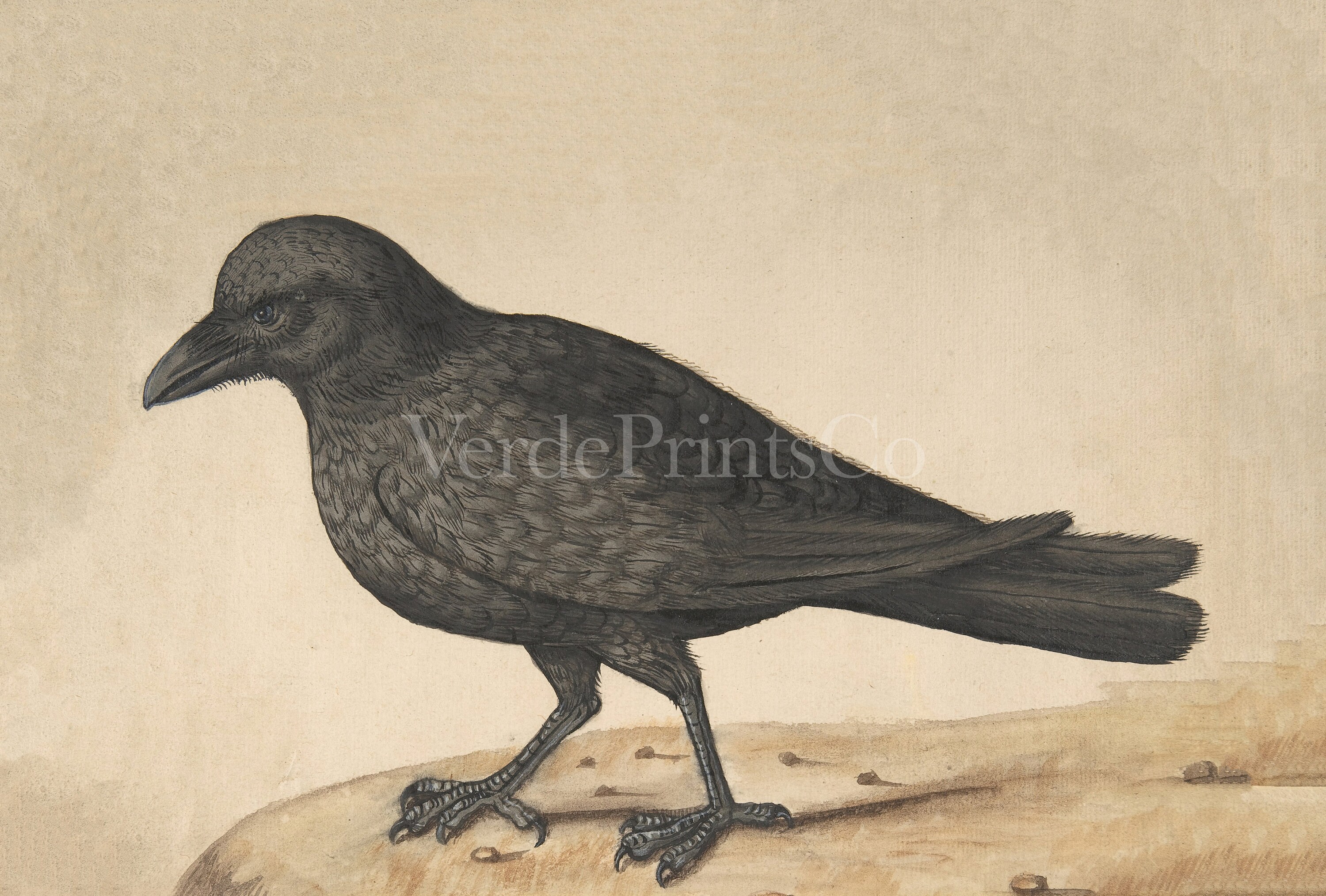 Vintage Crow Illustration for Wall Art Decor Downloadable File DA026 - Etsy