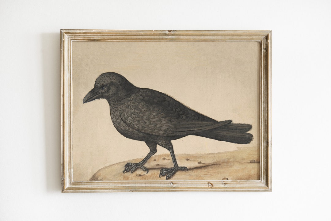 Vintage Crow Illustration for Wall Art Decor Downloadable File | DA026 ...
