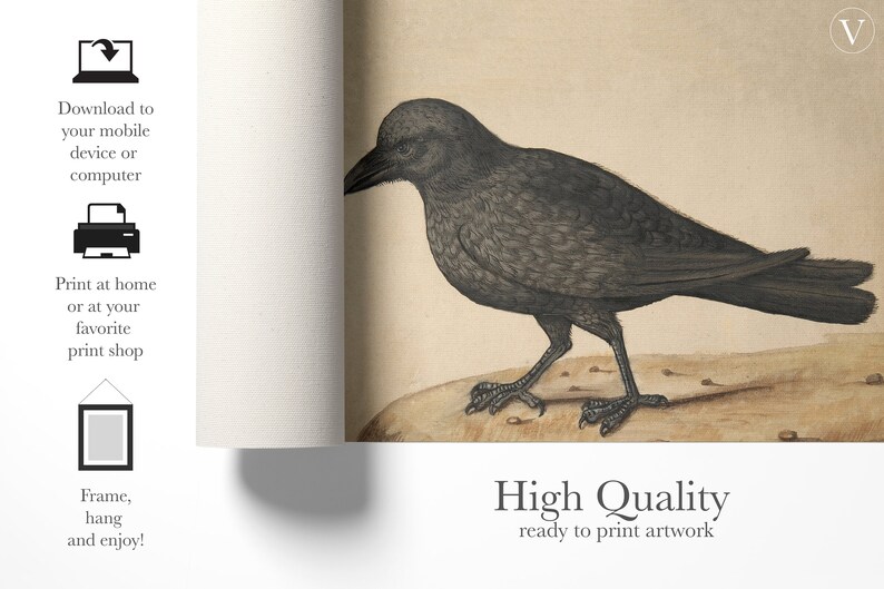 Vintage Crow Illustration for Wall Art Decor Downloadable File DA026 - Etsy