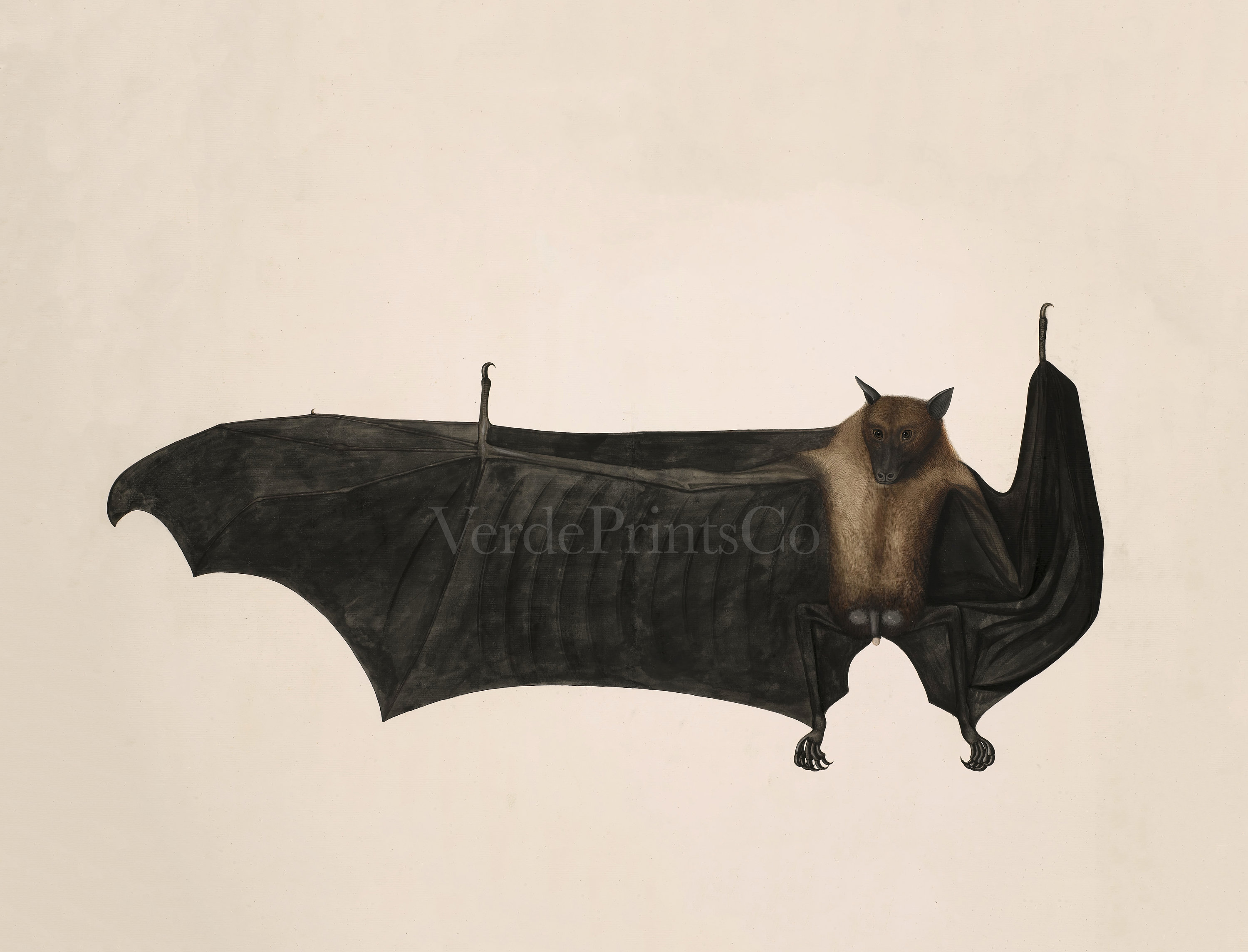 Vintage Bat Illustration for Wall Art Decor Downloadable File DA027 - Etsy