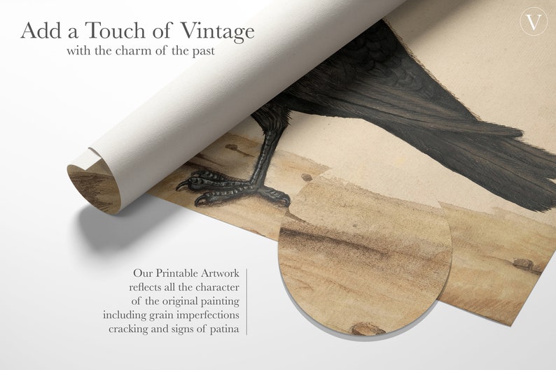 Vintage Crow Illustration for Wall Art Decor Downloadable File - Etsy