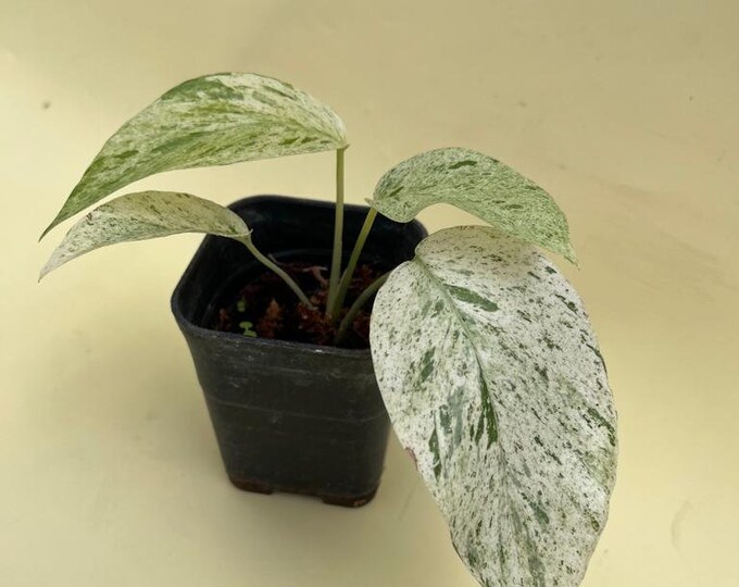 Epipremnum Hanoman Sp Bali Variegated, 4" Pot, Rare Collection House ...