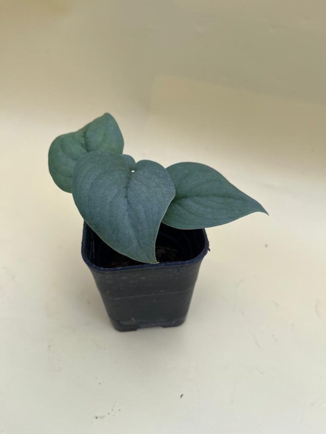 Scindapsus Silver Hero Houseplant Juvenile Plant - Etsy