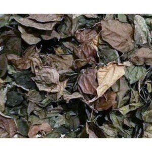 Dried Betel Leaf, Paan, Piper Betle - Etsy