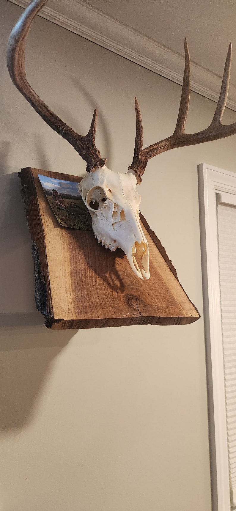 Live Edge Walnut Slab Skull Plaque - Etsy