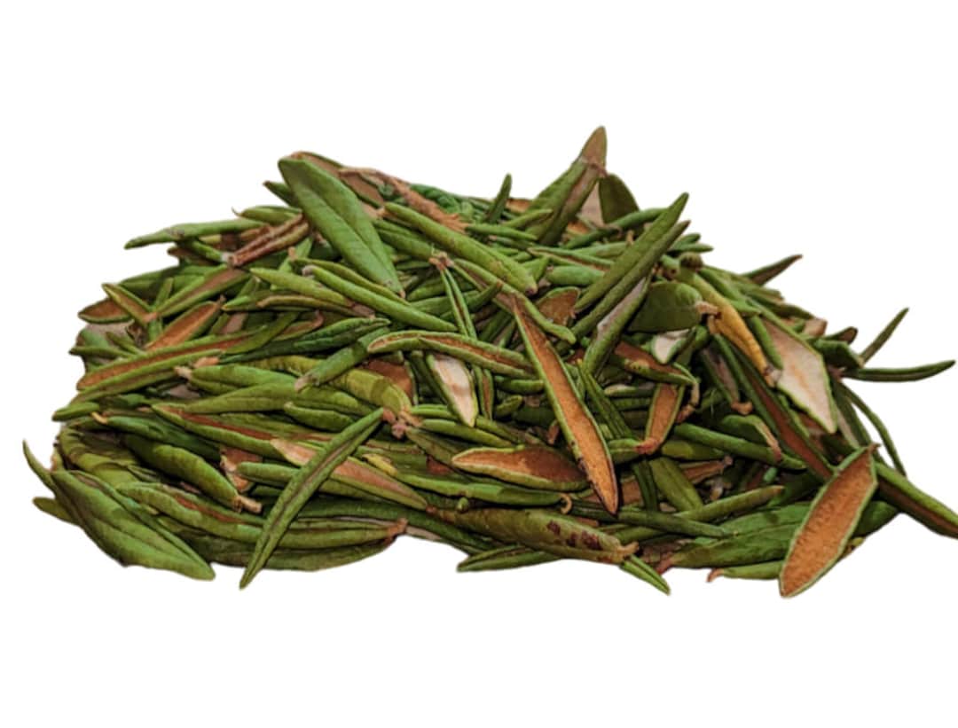 24 Tea Bags - Wild Picked Labrador Tea - From the Rocky Mountains - Etsy
