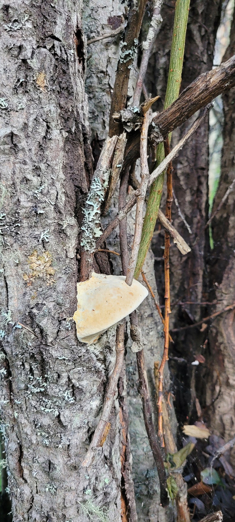 Diamond Willow Fungus - From BC Canada - Etsy