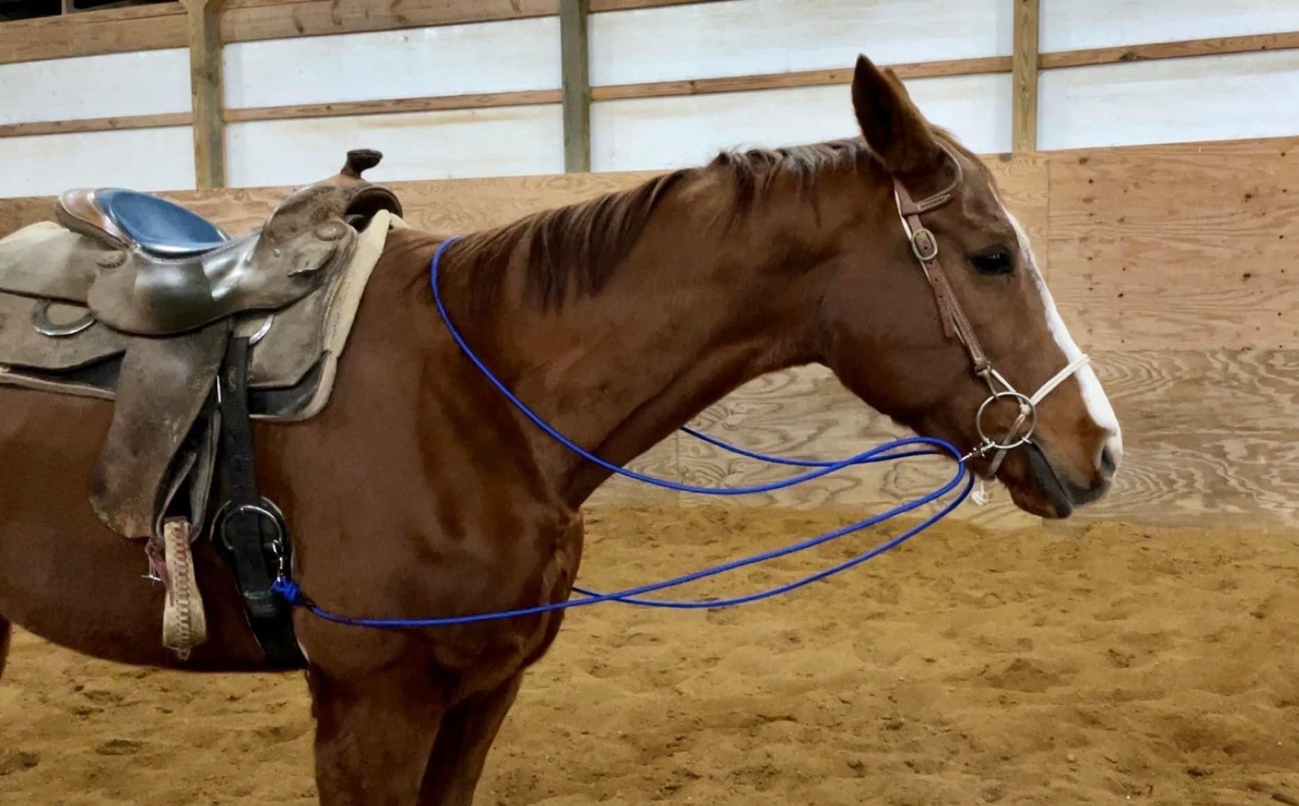 The Longe Line Lady Draw Reins - Etsy