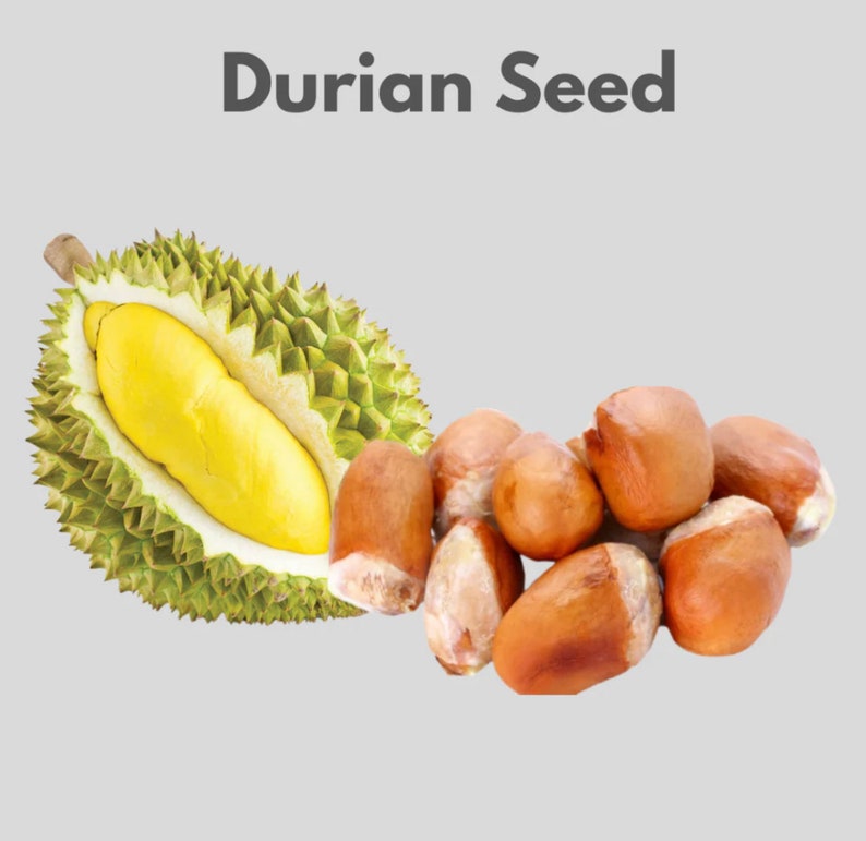 Durian or King of Fruits Seed seed Without Flesh - Etsy Canada
