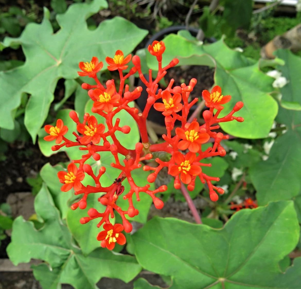 Jatropha Podagrica Bottle Euphorbia Buddha Belly Plant 3 Seeds - Etsy