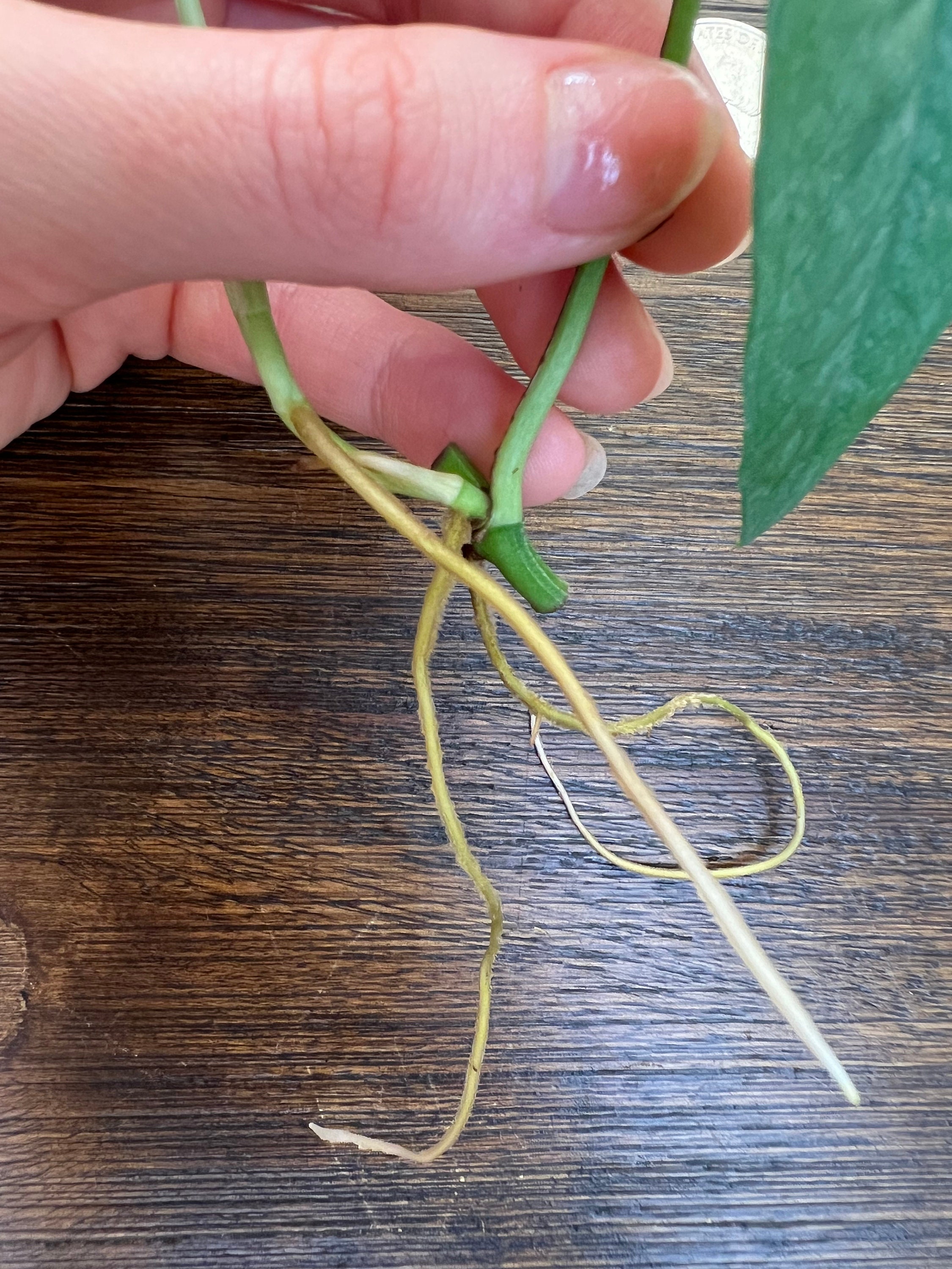 Cebu Blue Pothos Rooted Cutting Epipremnum Pinnatum - Etsy