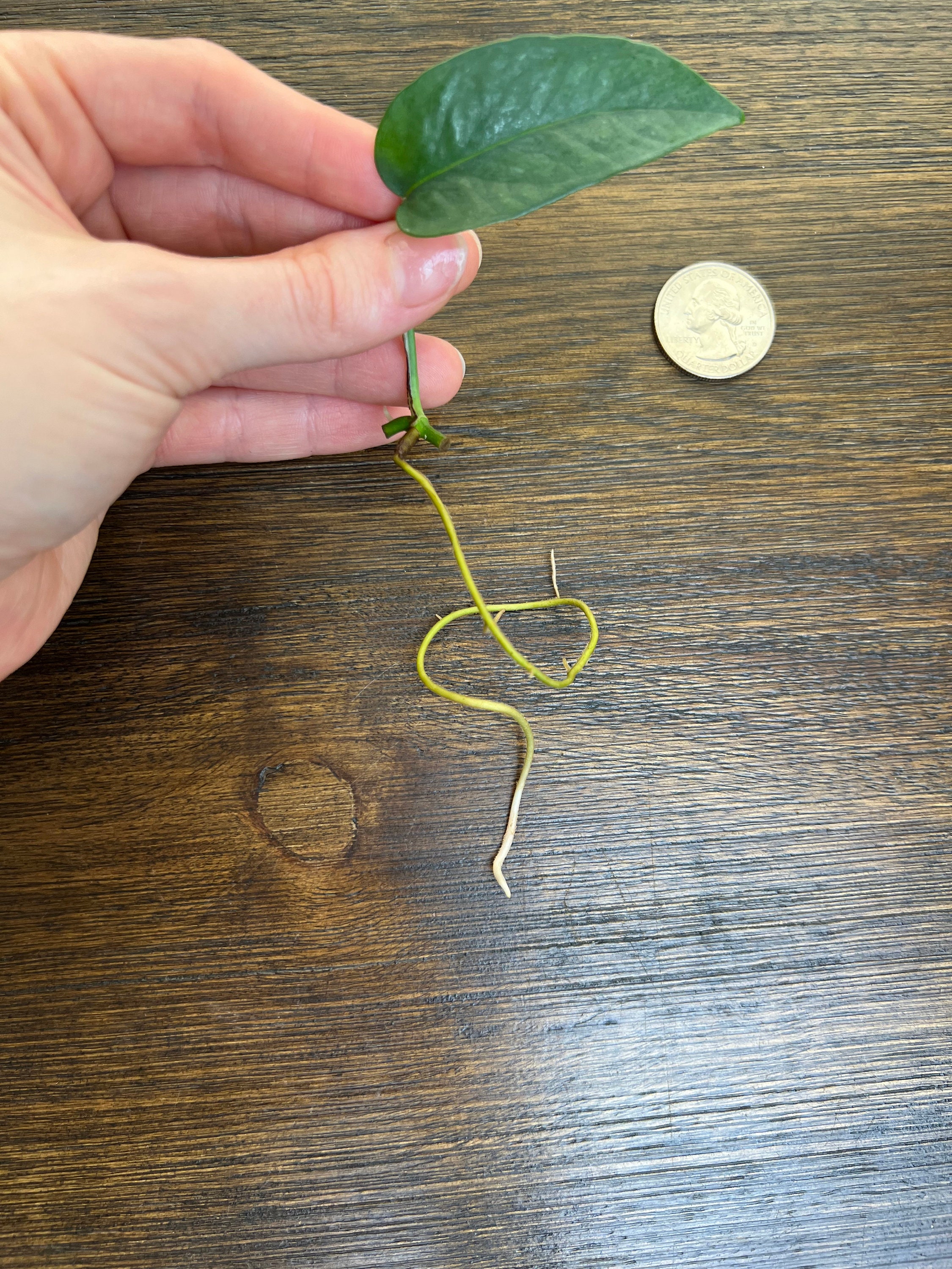 Cebu Blue Pothos Rooted Cutting Epipremnum Pinnatum - Etsy