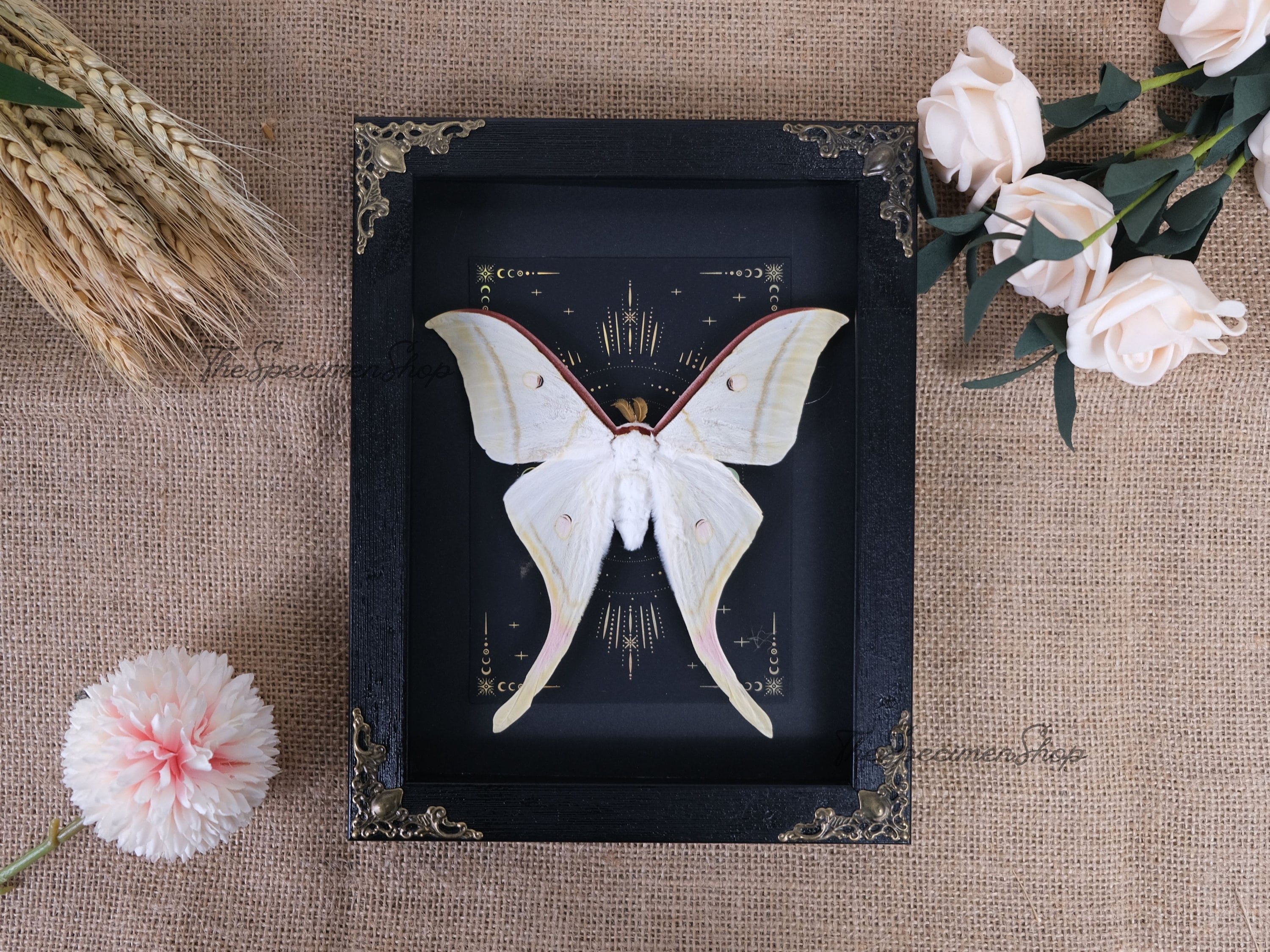 Luna Moth Framed Luna Moth Specimen Framed Atlas Moth Luna Shadow Box ...