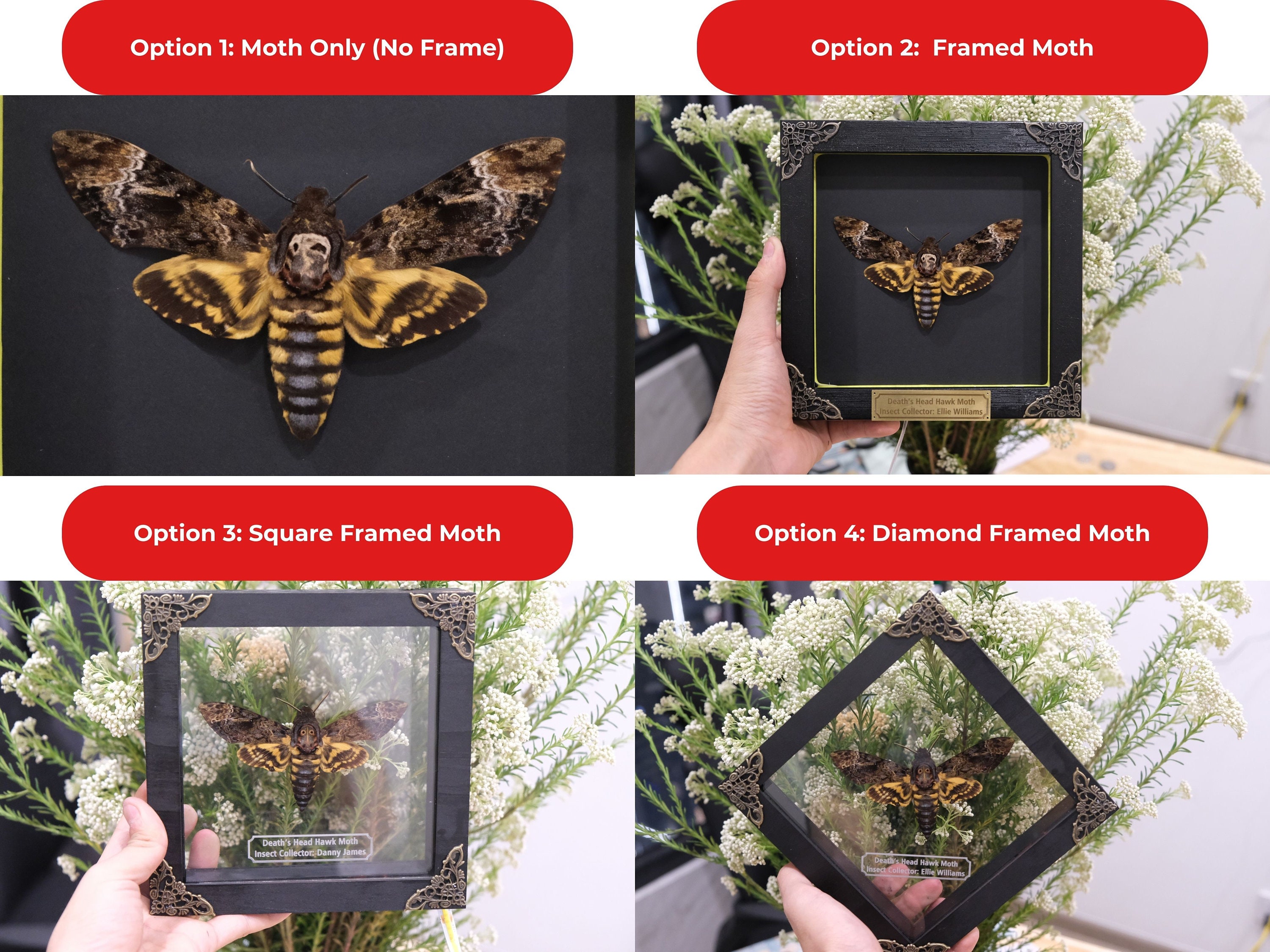 Death's Head Moth Frame Personalized Real Death's Head Moth Frame Real ...