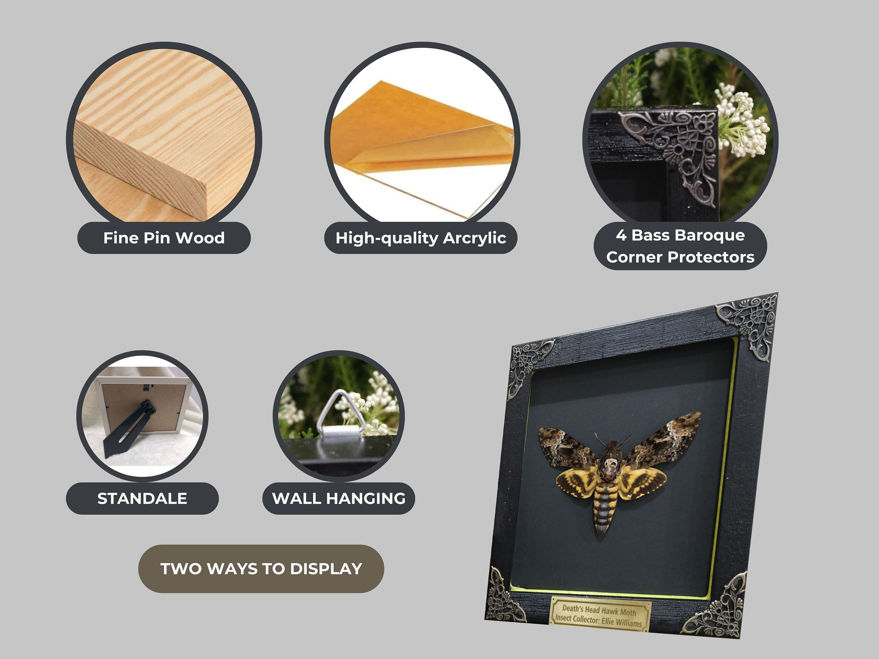 Death's Head Moth Frame Personalized Real Death's Head Moth Frame Real ...