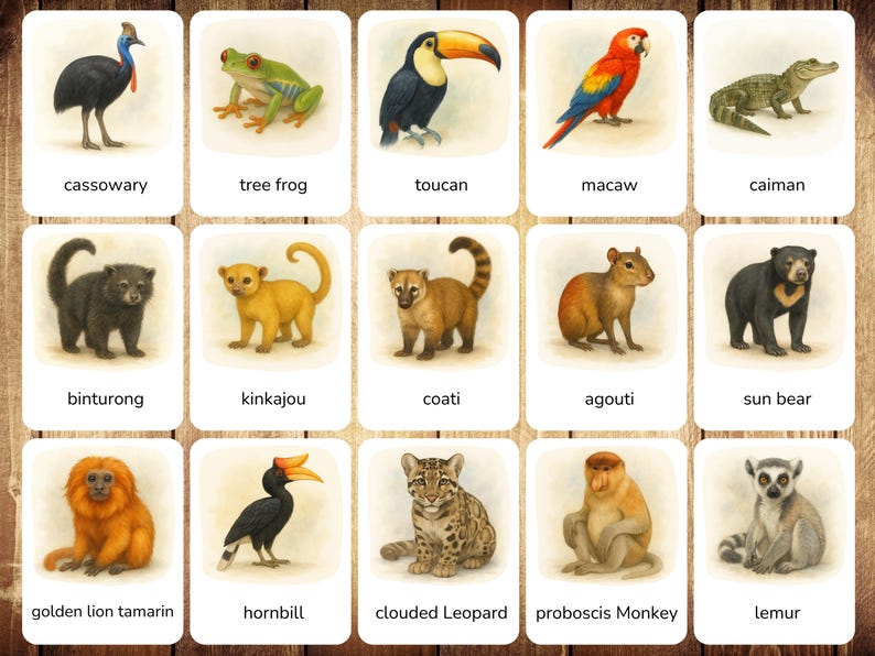32 Rainforest Animals Flashcards | Montessori 3-part Cards | Wildlife ...