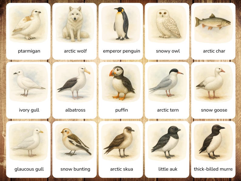 32 Arctic Animals Flashcards | Montessori 3-part Cards | Wildlife for ...