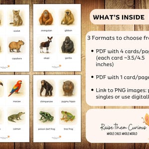 32 Rainforest Animals Flashcards | Montessori 3-part Cards | Wildlife ...
