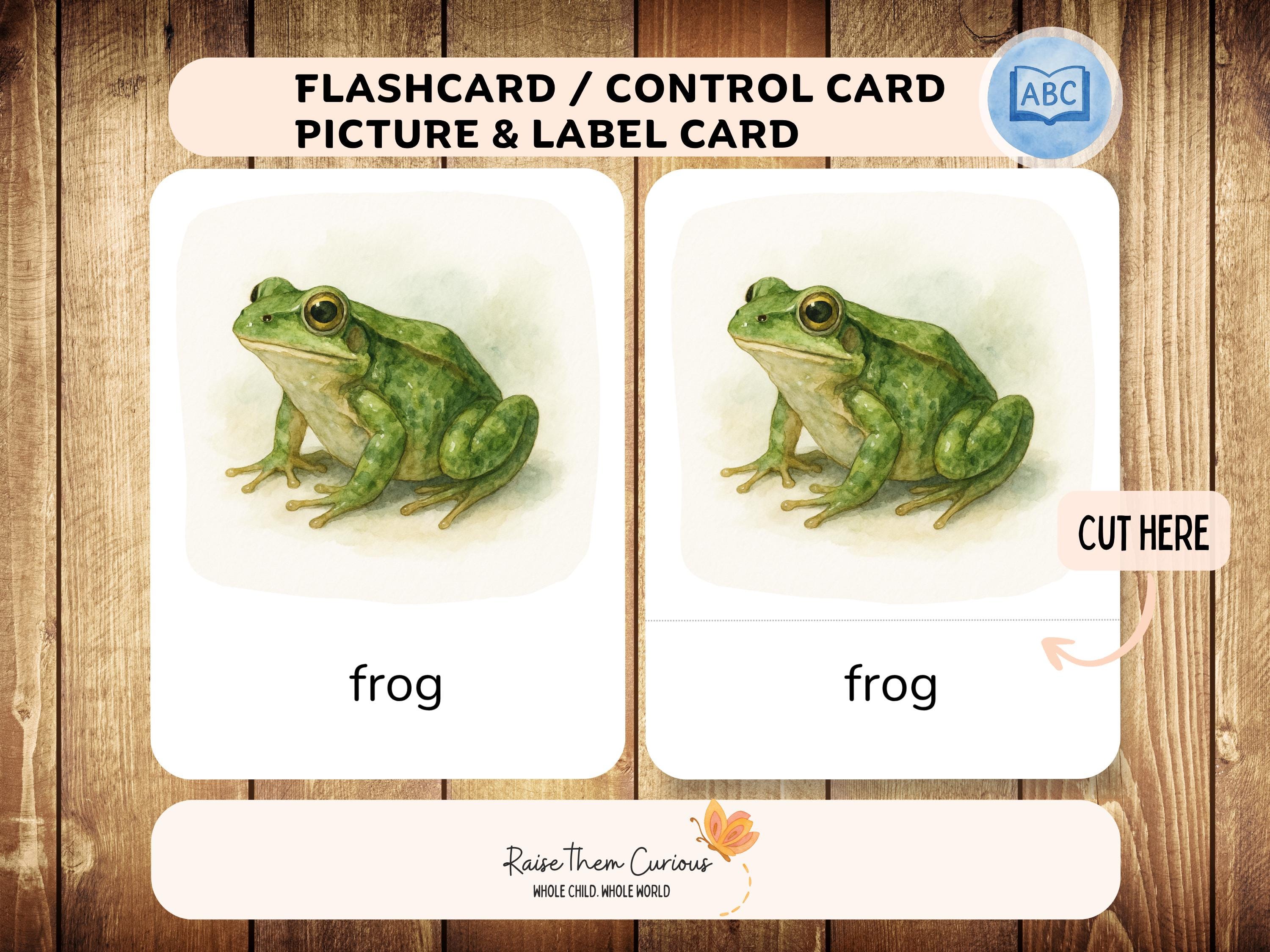 32 Woodland & Forest Animals Flashcards | Montessori 3-part Cards ...