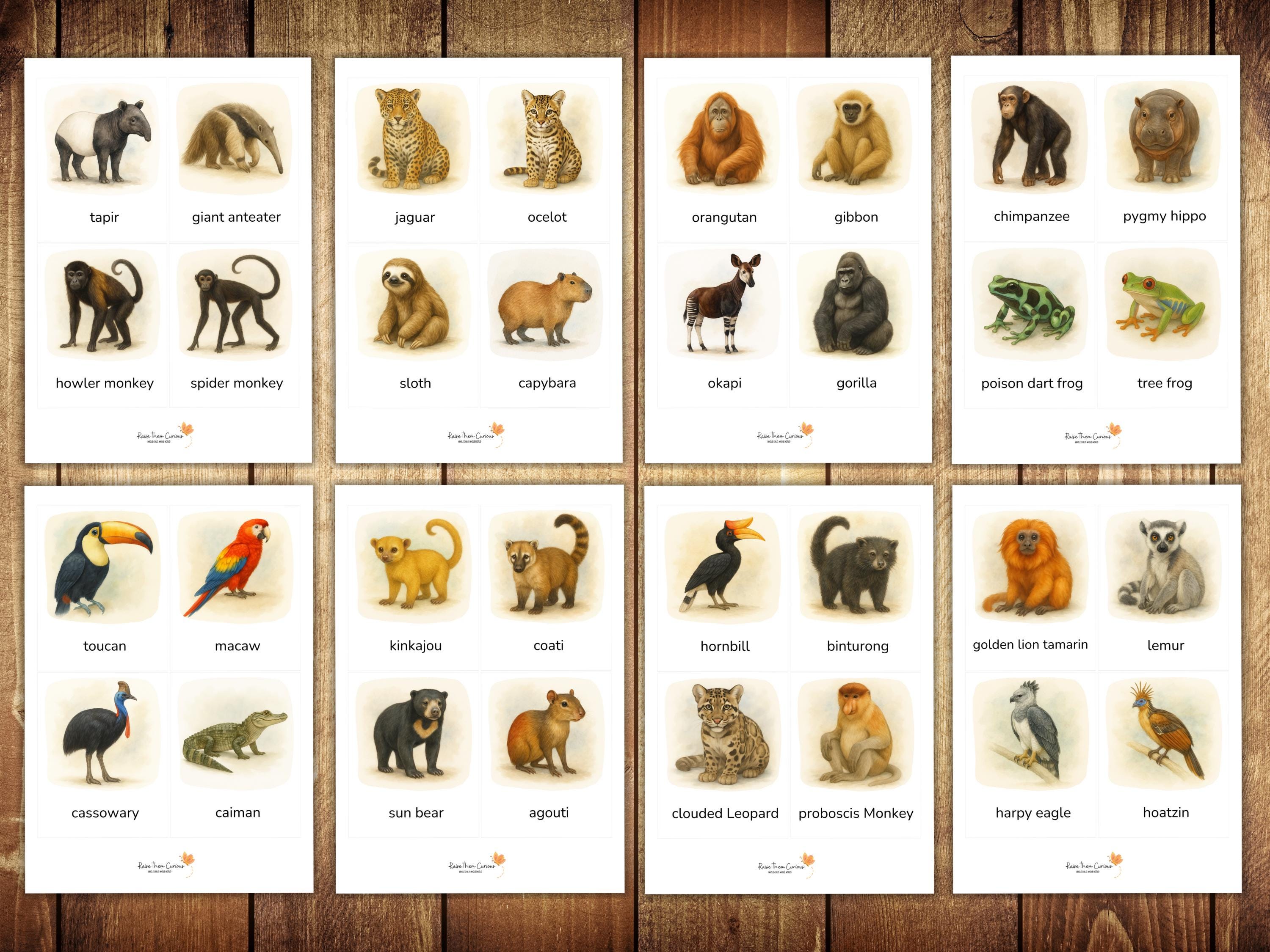 32 Rainforest Animals Flashcards | Montessori 3-part Cards | Wildlife ...