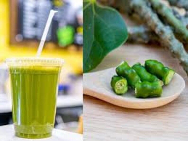 Indian Natural Giloy Neem Tree Guruch Gulvel Guduchi Fresh Plant Stems ...