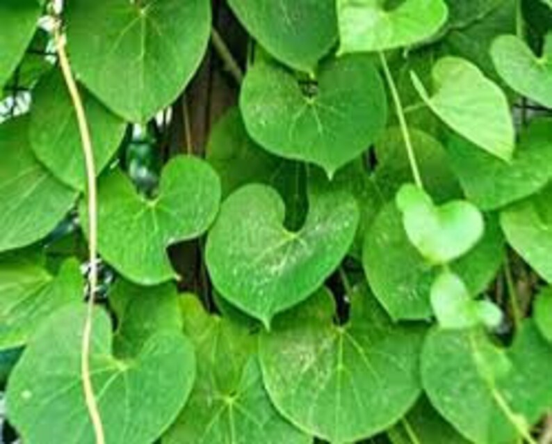 Indian Natural Giloy Neem Tree Guruch Gulvel Guduchi Fresh Plant Stems ...