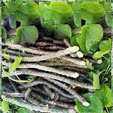 Indian Natural Giloy Neem Tree Guruch Gulvel Guduchi Fresh Plant Stems ...