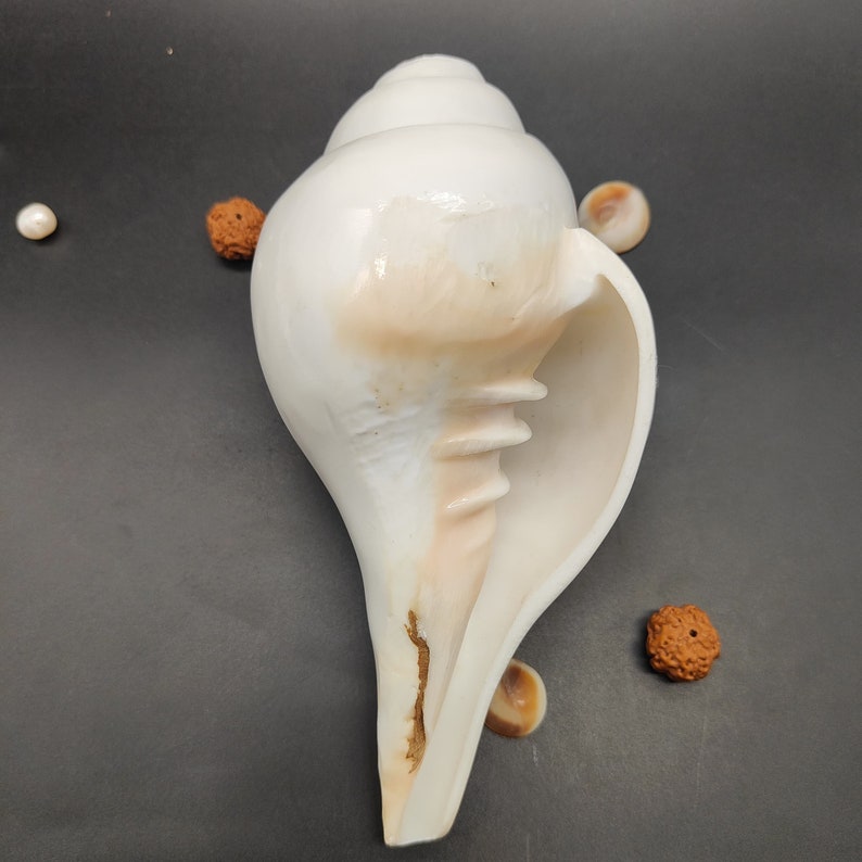 Vamavrati Conch Shell Blowing Shankh for Hindu Puja - Natural White 6-7 ...