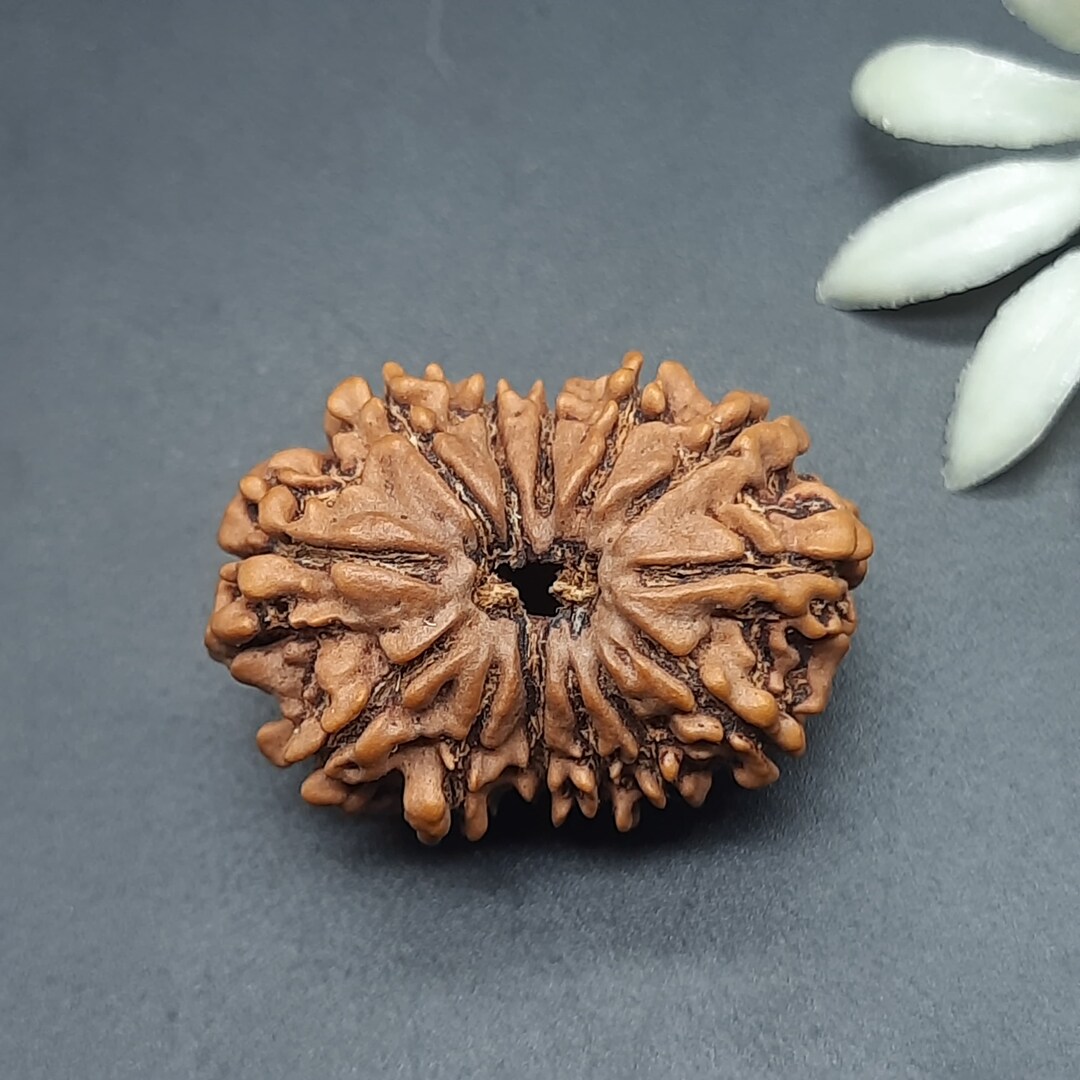 13 Mukhi Rudraksha Nepal | Lab Certified 29mm Pendant | Rare Thirteen ...
