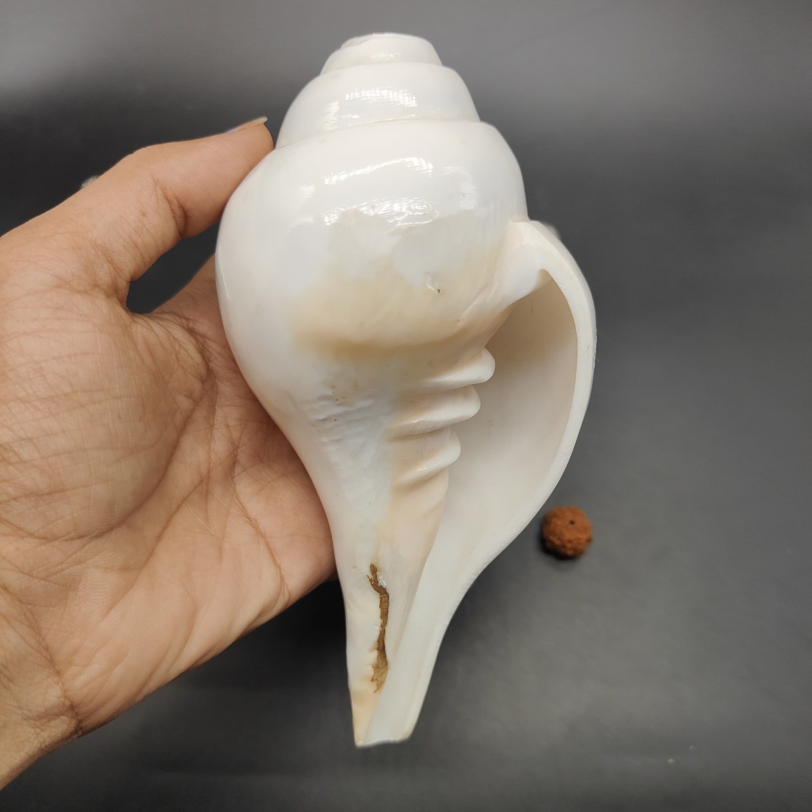 Vamavrati Conch Shell Blowing Shankh for Hindu Puja - Natural White 6-7 ...