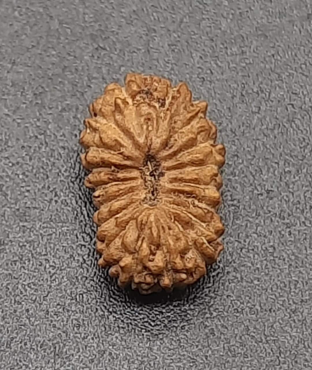 Smallest 18 Mukhi Java Rudraksha Bead (8.40mm) • IGL Certified - Etsy