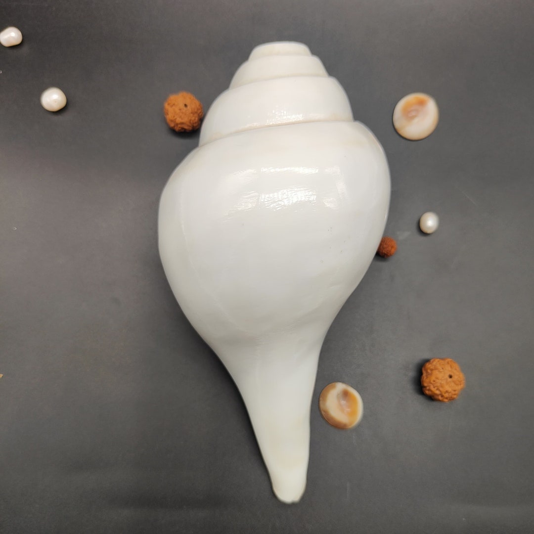 Vamavrati Conch Shell Blowing Shankh for Hindu Puja - Natural White 6-7 ...