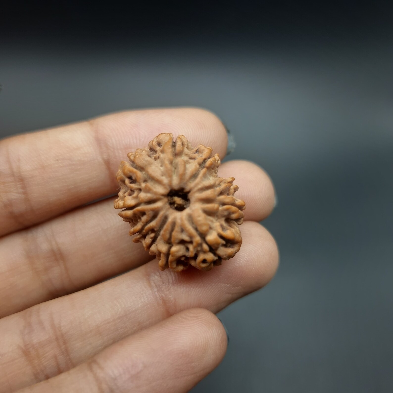 10 Mukhi / Ten Face Nepal Rudraksha Lab Certified 23-24mm - Etsy