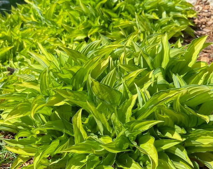 Hosta "twist of Lime" - Etsy