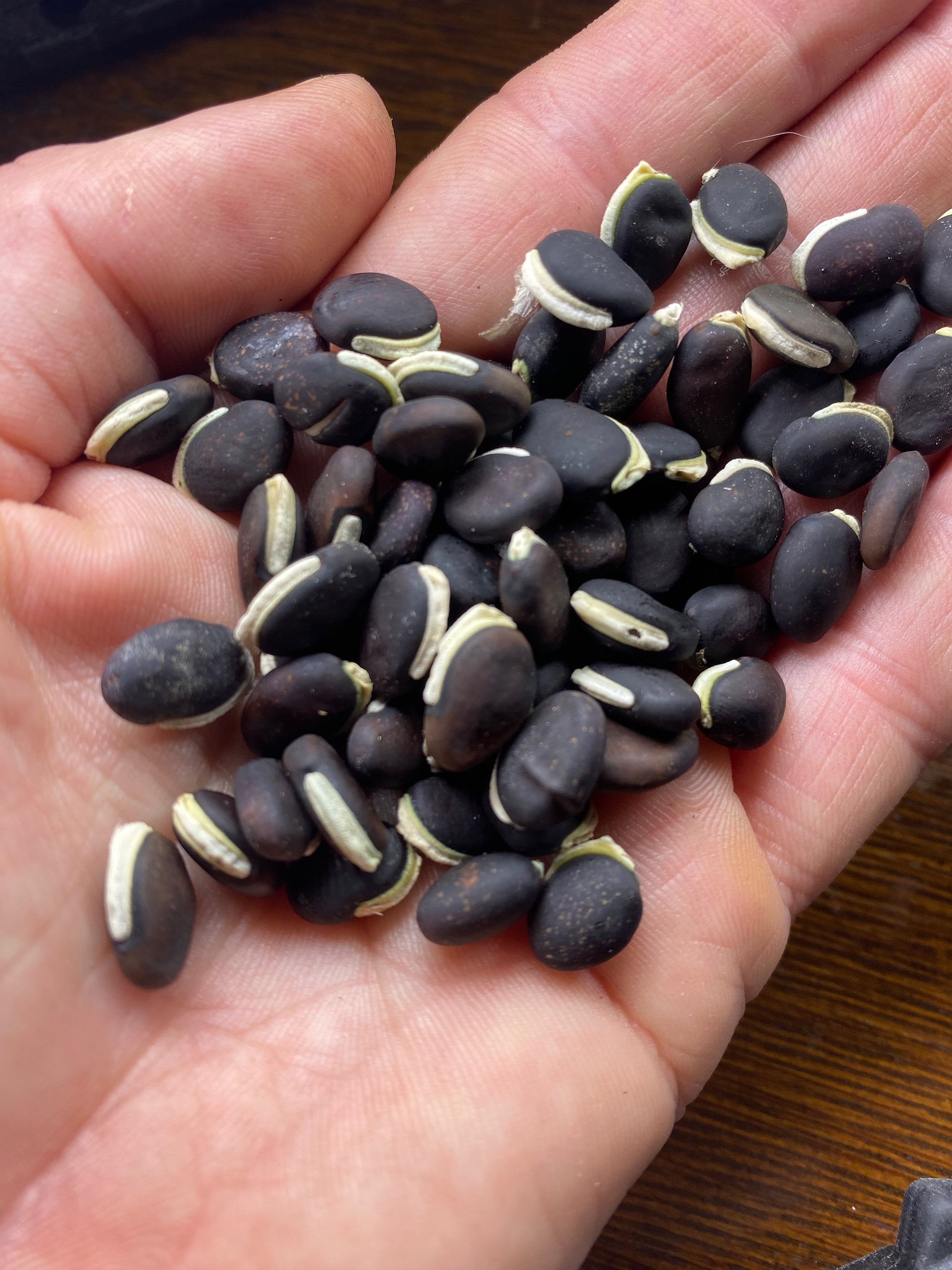 Purple Hyacinth Bean Vine (20 Seeds) - Etsy