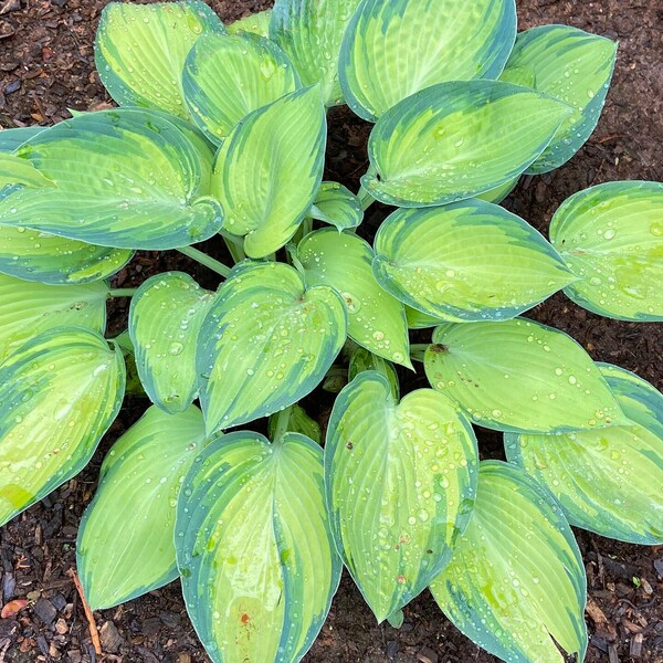 Hosta - Etsy