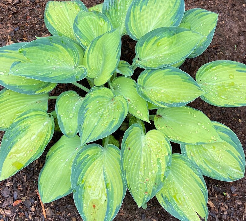 Hosta june - Etsy