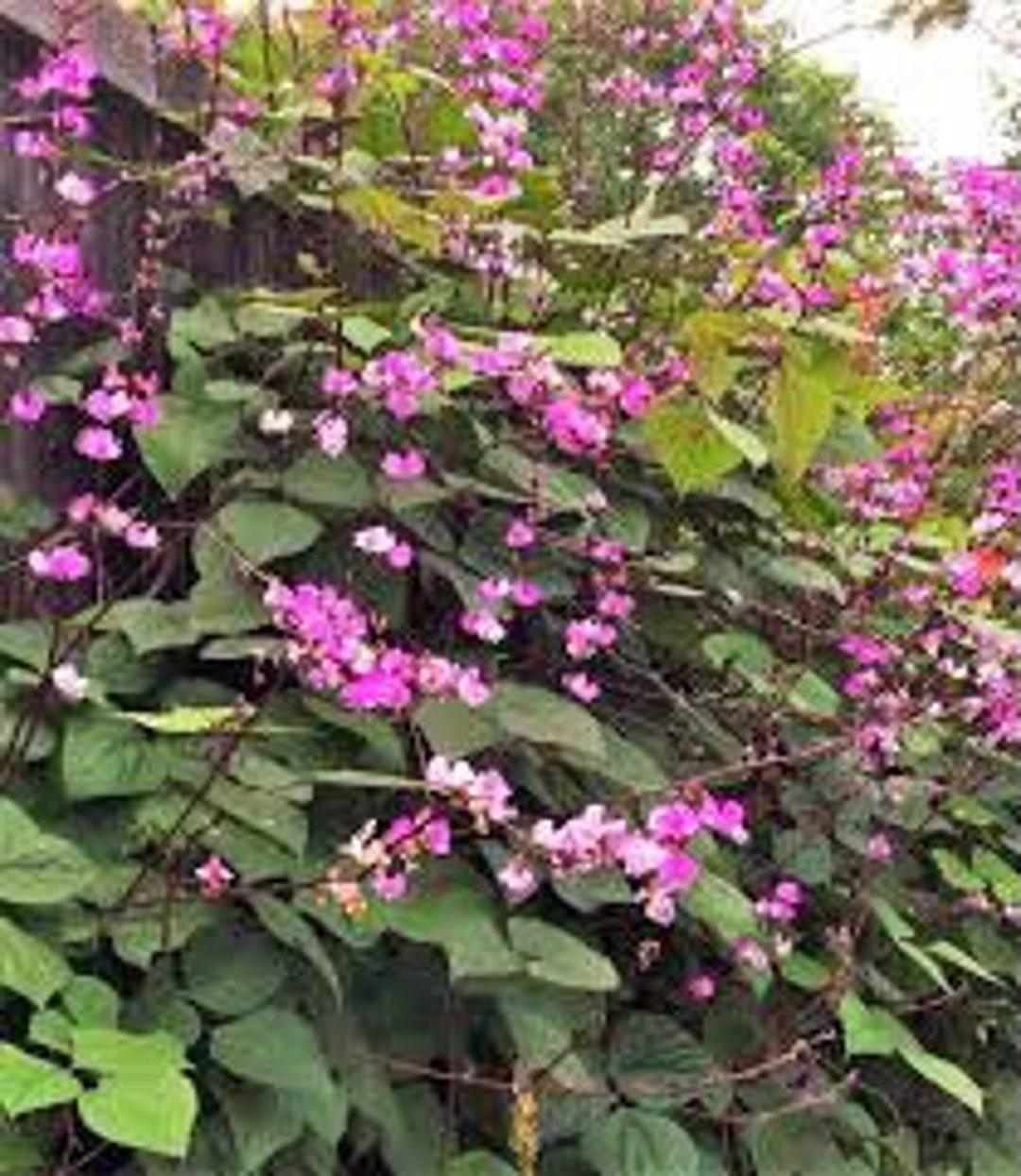 Purple Hyacinth Bean Vine (20 Seeds) - Etsy