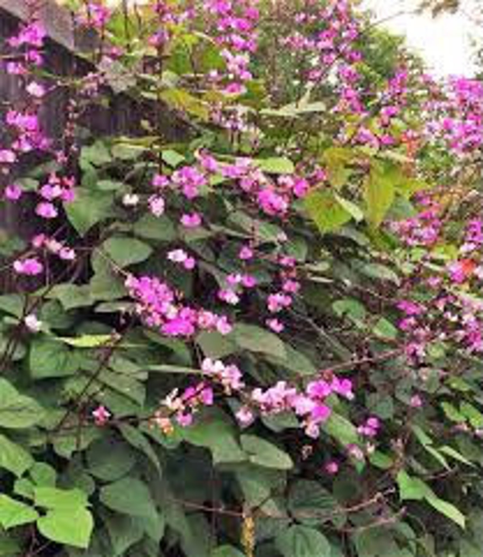Purple Hyacinth Bean Vine (20 Seeds) - Etsy
