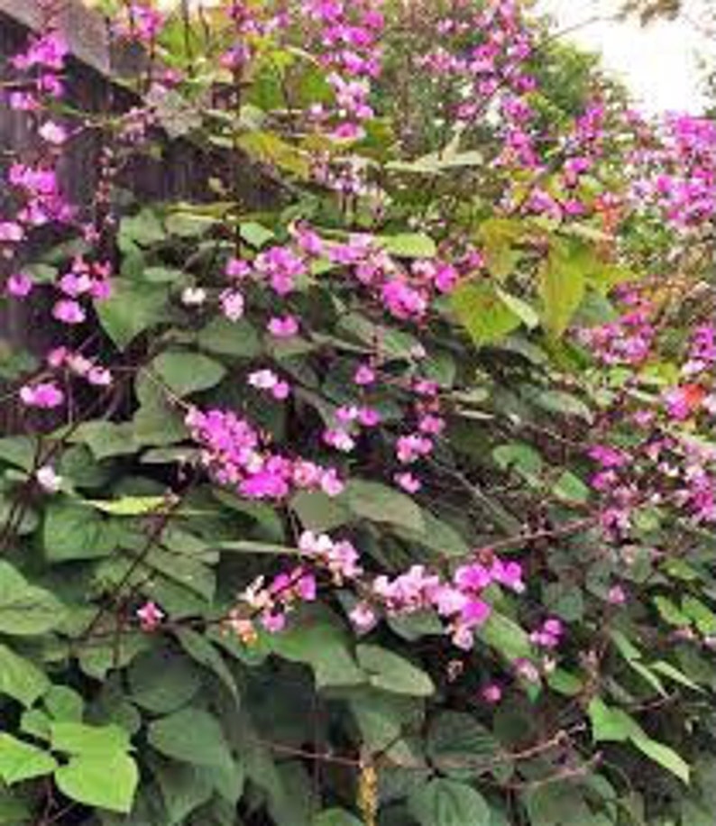 Purple Hyacinth Bean Vine (20 Seeds) - Etsy