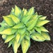 Hosta "june" - Etsy