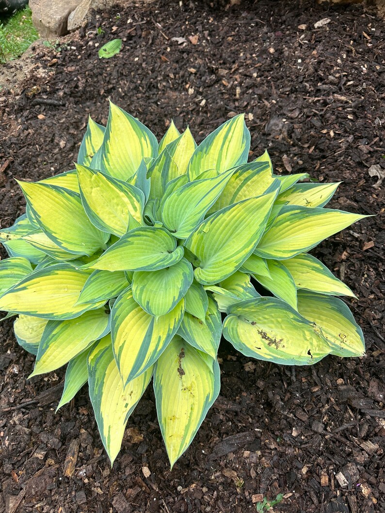 Hosta june - Etsy
