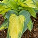 Hosta june - Etsy